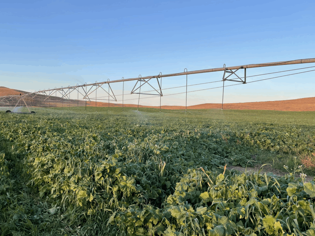 Fall Forage Planning: From Covers to Native Pastures - AgSpire